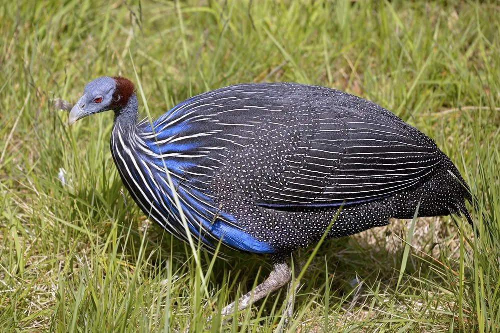 Vulturine Guineafowl - Home