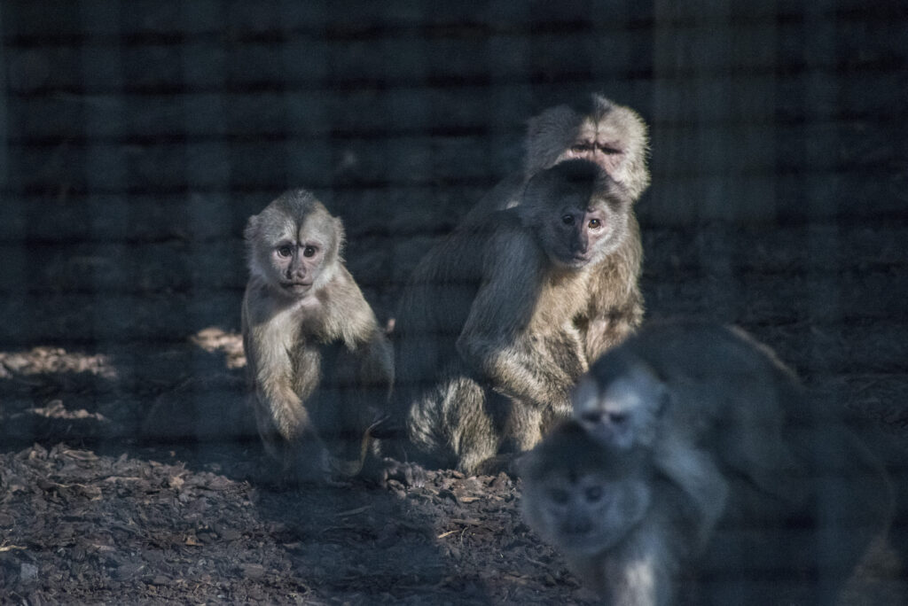 Tufted Capuchin - Home
