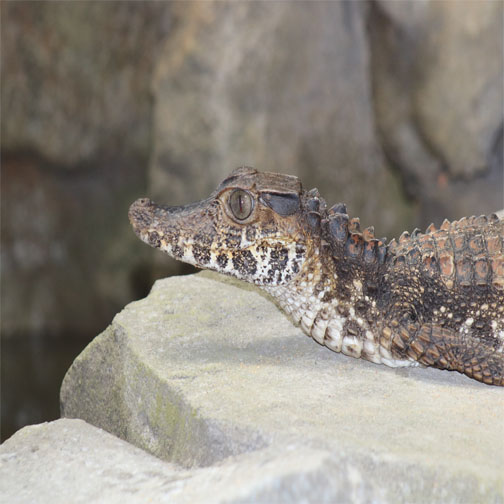 Cuvier's Dwarf Caiman - Home