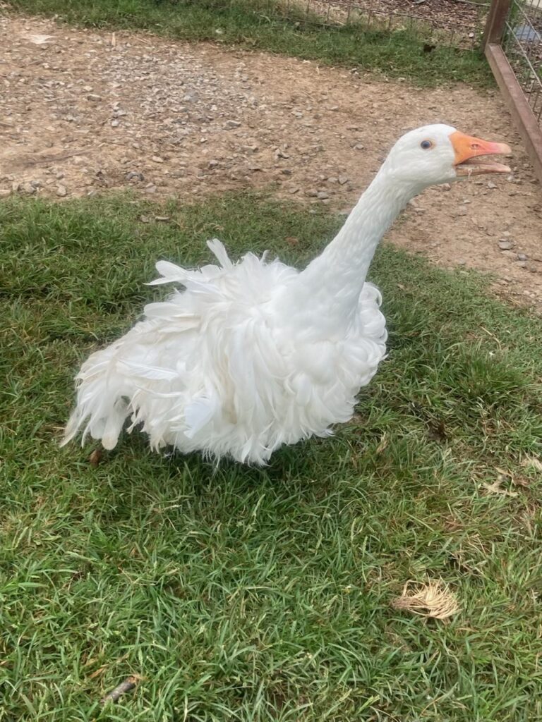 Sebastopol Goose - Home